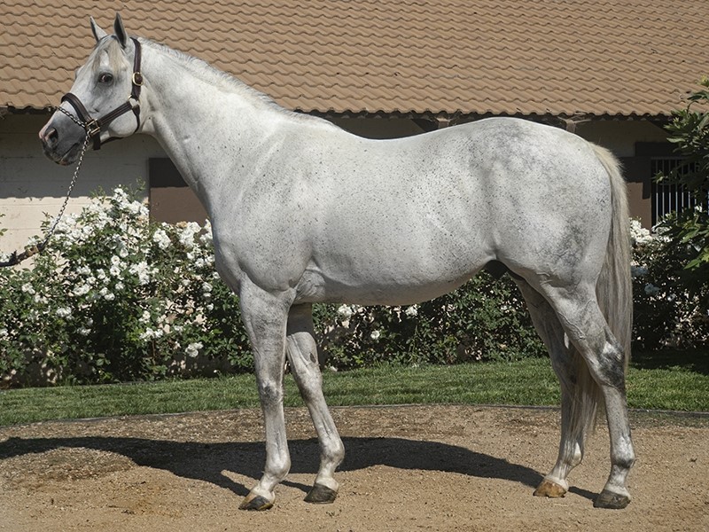Light Grey Thoroughbred