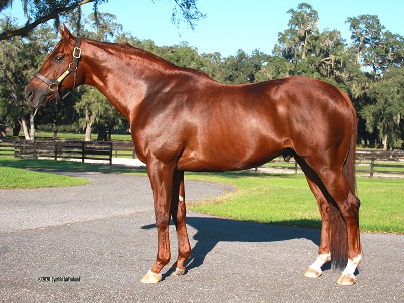 Breaking Lucky - Stallion Register Online