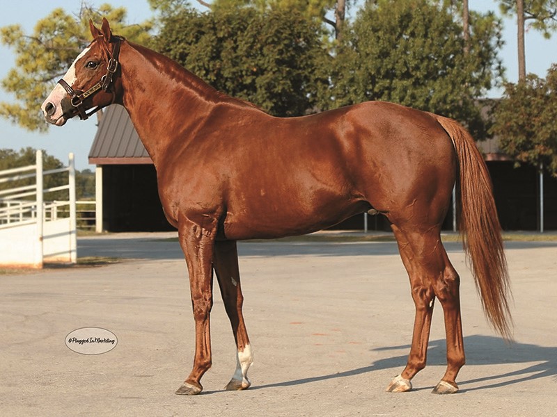 Pass the Buck - Stallion Register Online