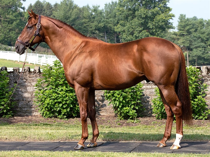Flameaway - Stallion Register Online