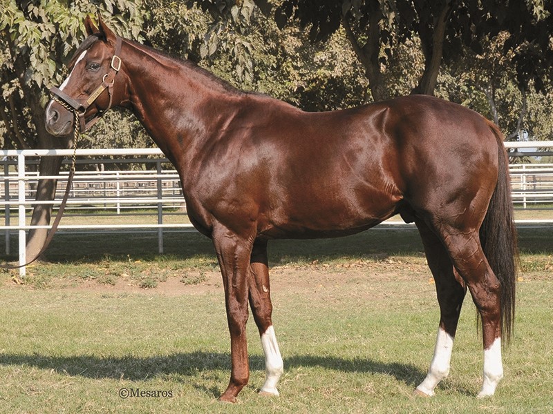 Om - Stallion Register Online