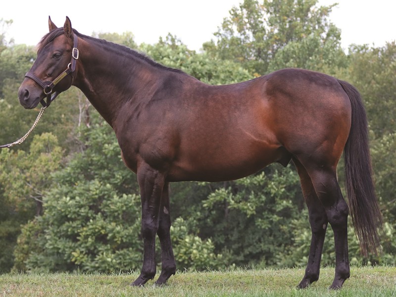 Command Post - Stallion Register Online