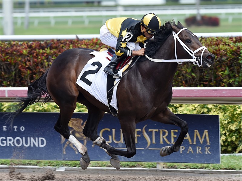 Sea Wizard - Stallion Register Online