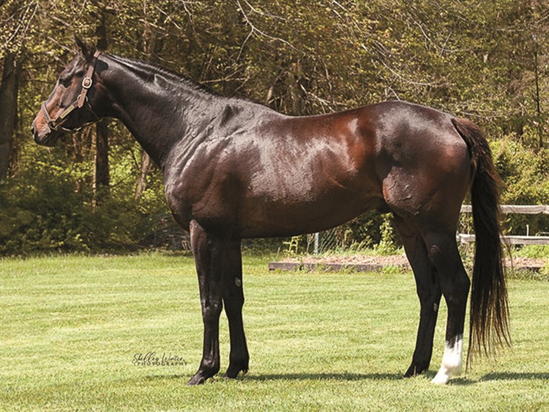 Charming Kitten - Stallion Register Online