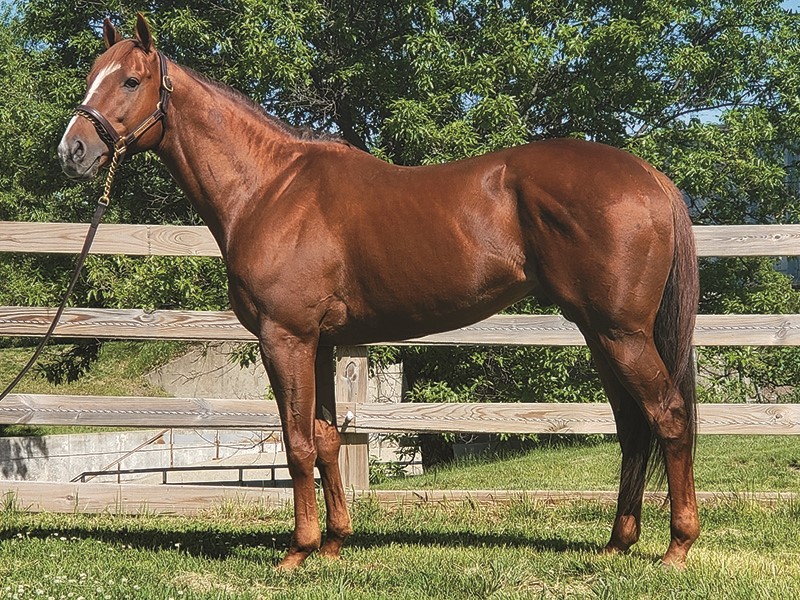 Timeline - Stallion Register Online