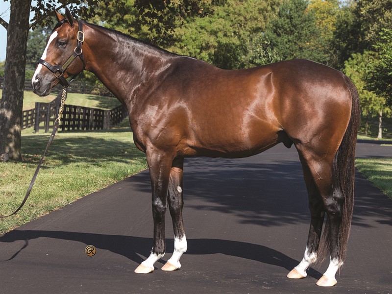 Authentic - Stallion Register Online
