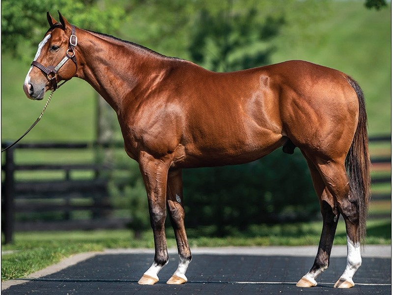 Instagrand - Stallion Register Online