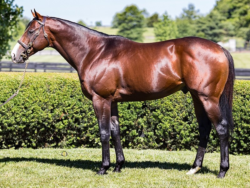 Complexity - Stallion Register Online