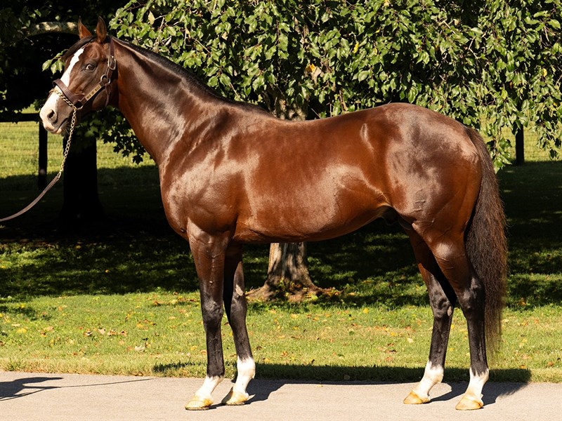 War of Will - Stallion Register Online