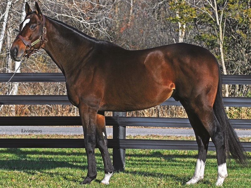 Lookin At Lee - Stallion Register Online