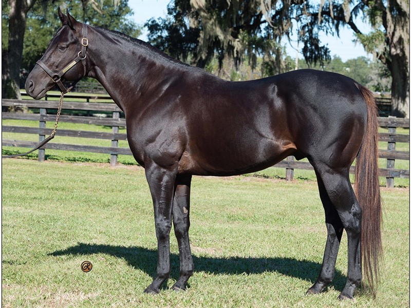 Win Win Win - Stallion Register Online