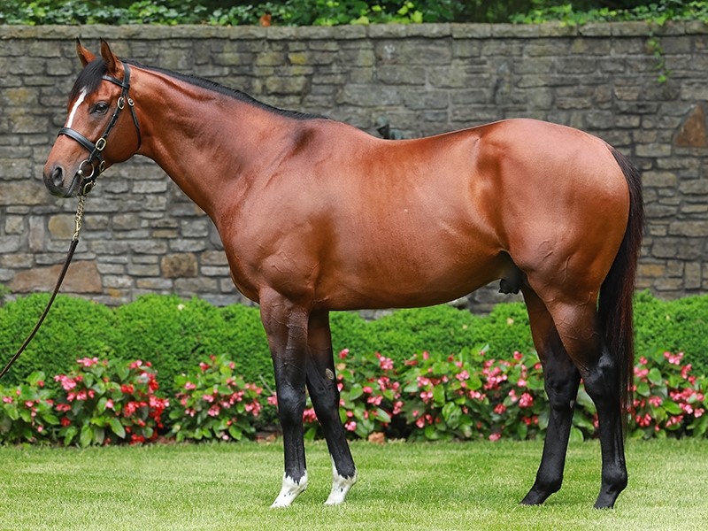 Maximum Security - Stallion Register Online
