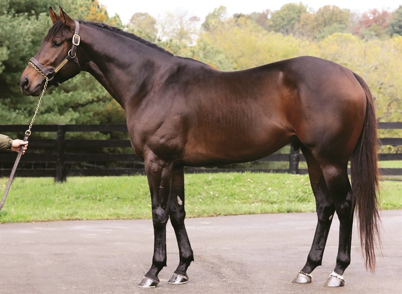 Caracaro - Stallion Register Online