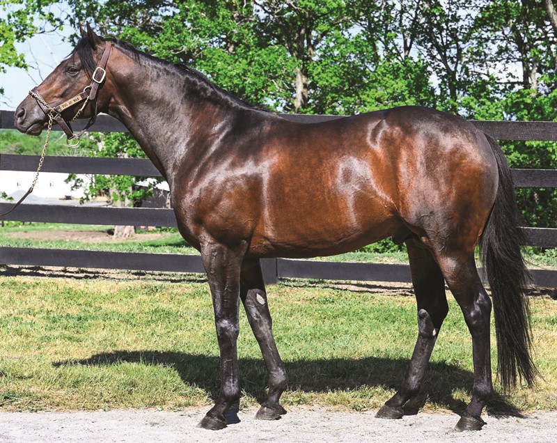 Fog of War - Stallion Register Online