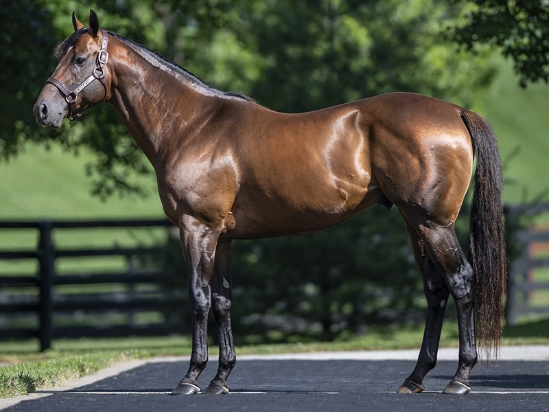 Rowayton - Stallion Register Online