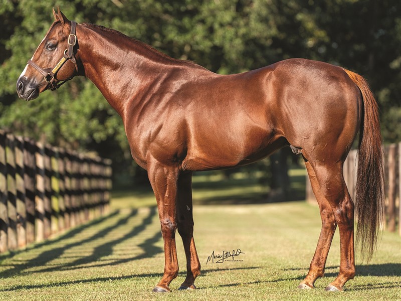 Bobby's Wicked One - Stallion Register Online