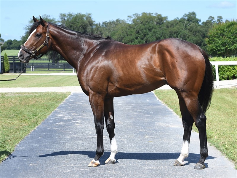 Aurelius Maximus - Stallion Register Online