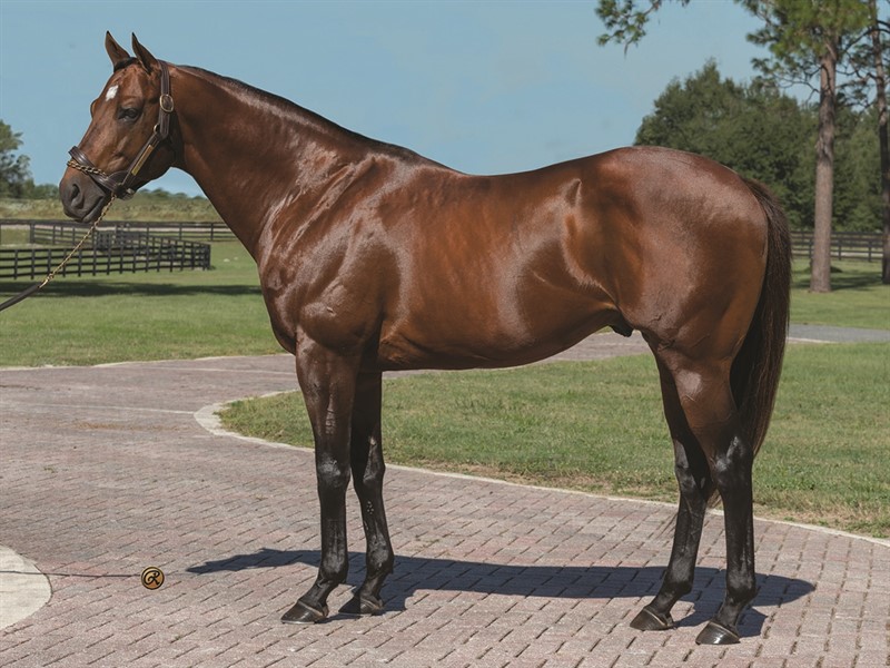 Leinster - Stallion Register Online