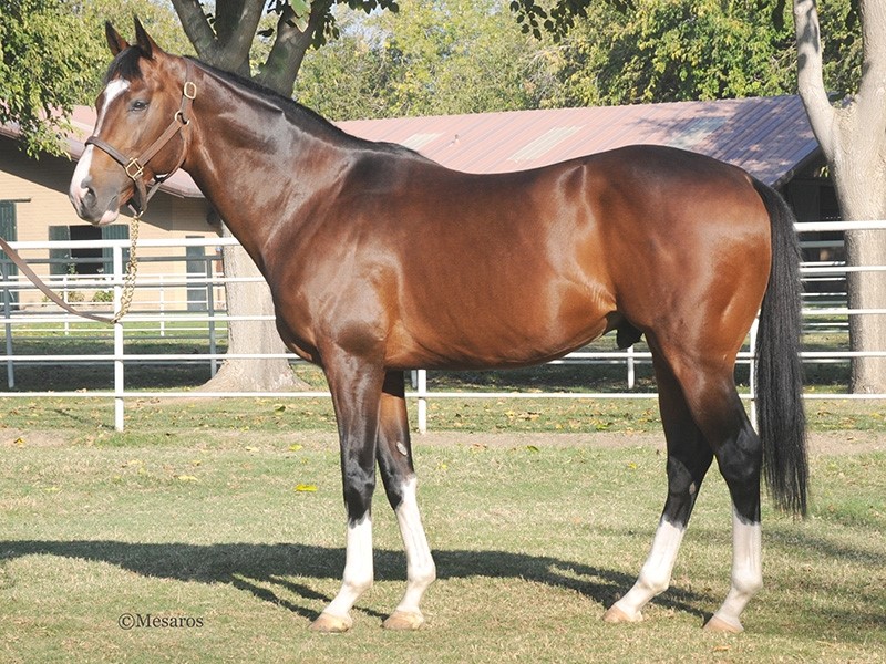 Cistron - Stallion Register Online