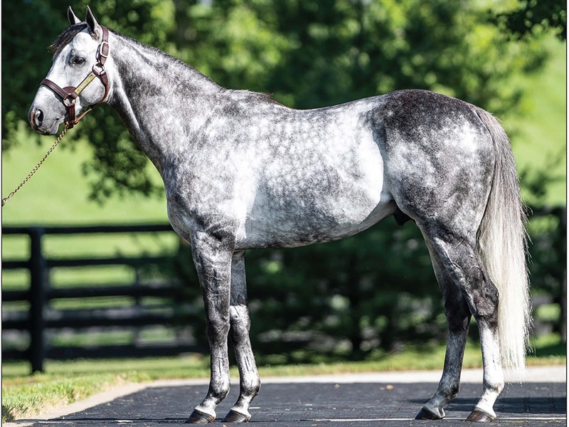 Knicks Go - Stallion Register Online