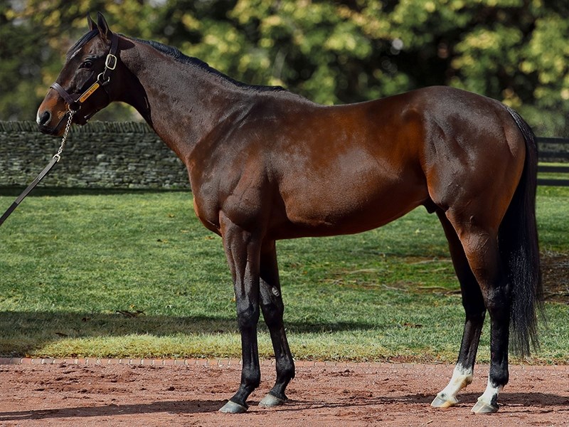 Raging Bull (FR) - Stallion Register Online