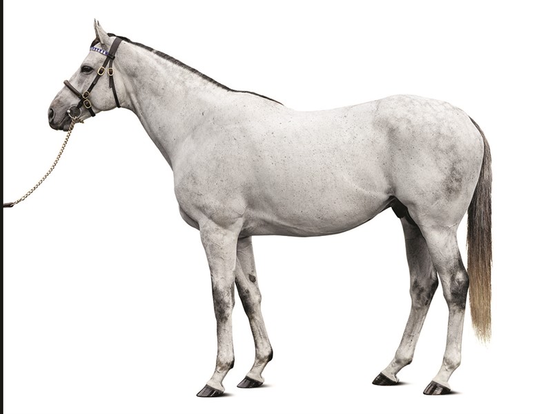 Essential Quality - Stallion Register Online