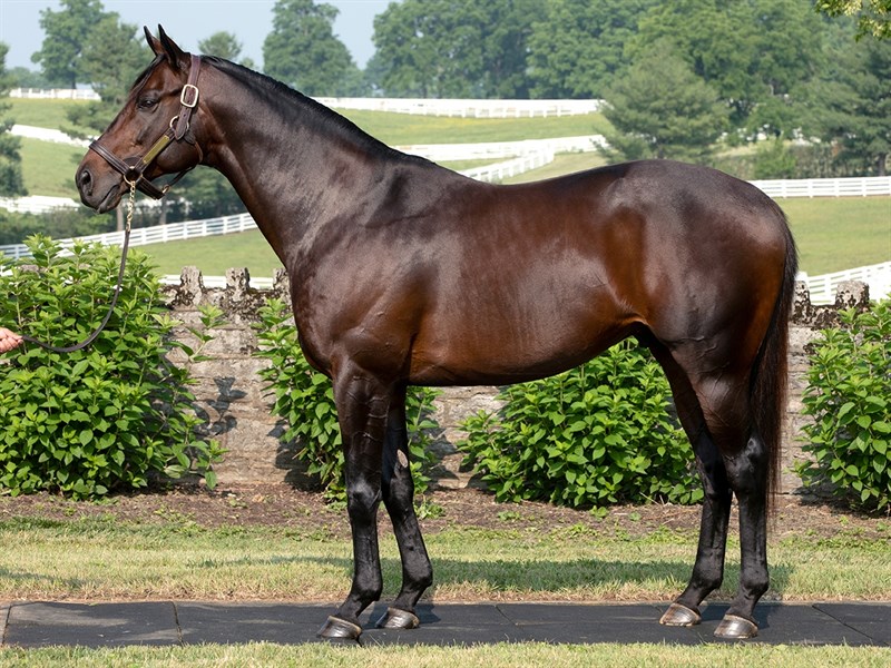 Modernist - Stallion Register Online