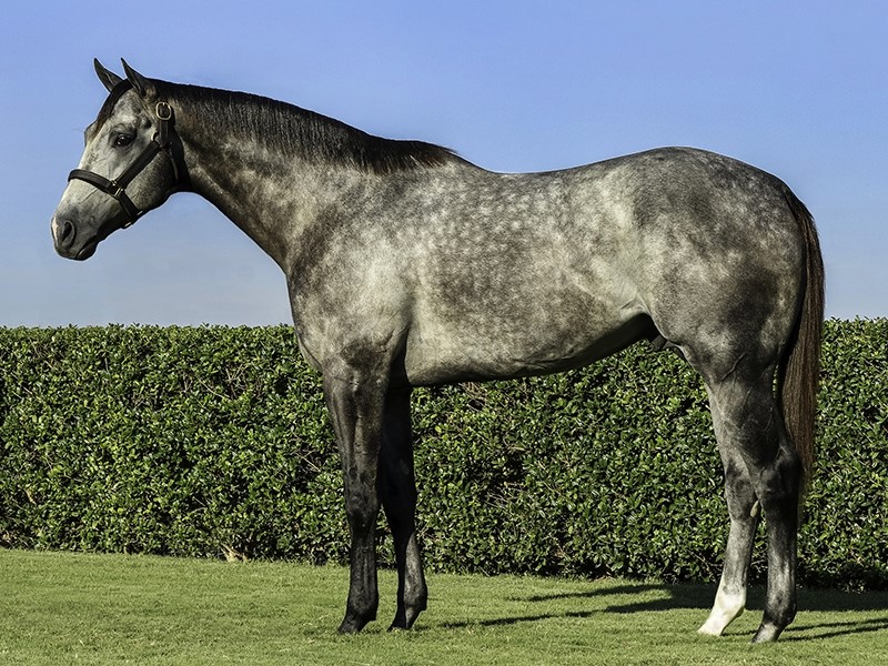 Gold Double - Stallion Register Online