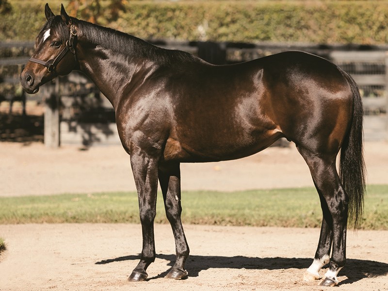 Tap Back - Stallion Register Online