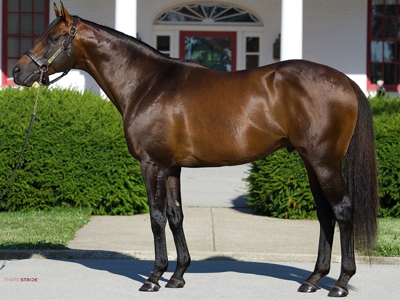 True Timber - Stallion Register Online