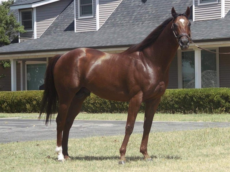 Popularity - Stallion Register Online