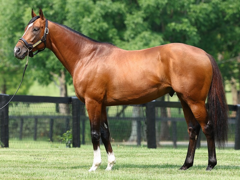 Mandaloun - Stallion Register Online