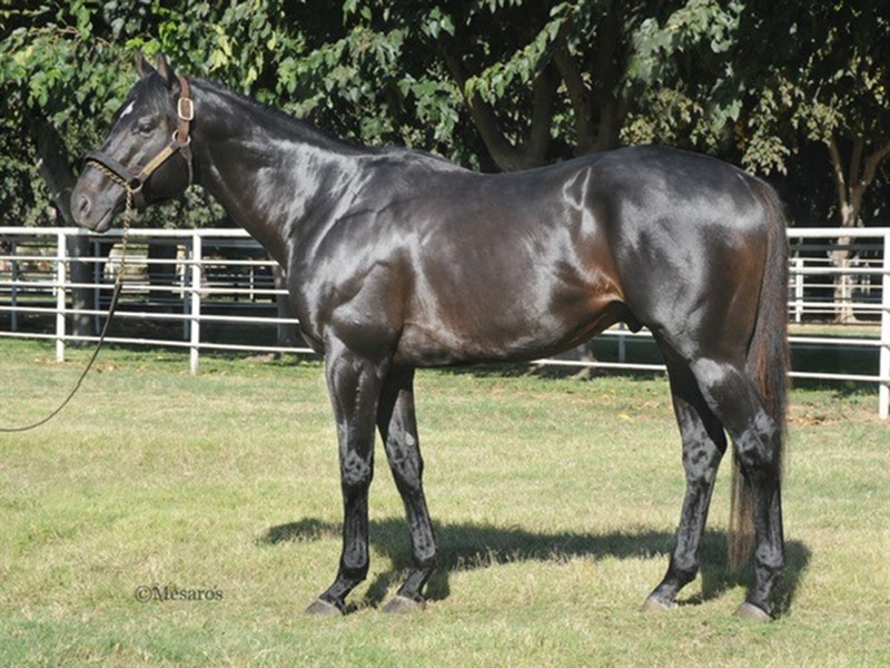 Eight Rings - Stallion Register Online