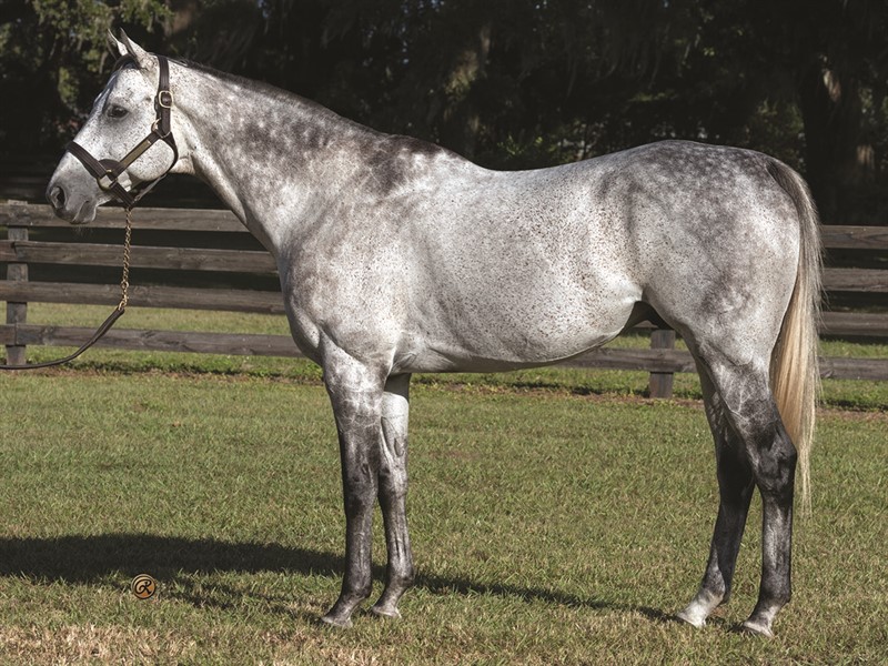 Roadster - Stallion Register Online