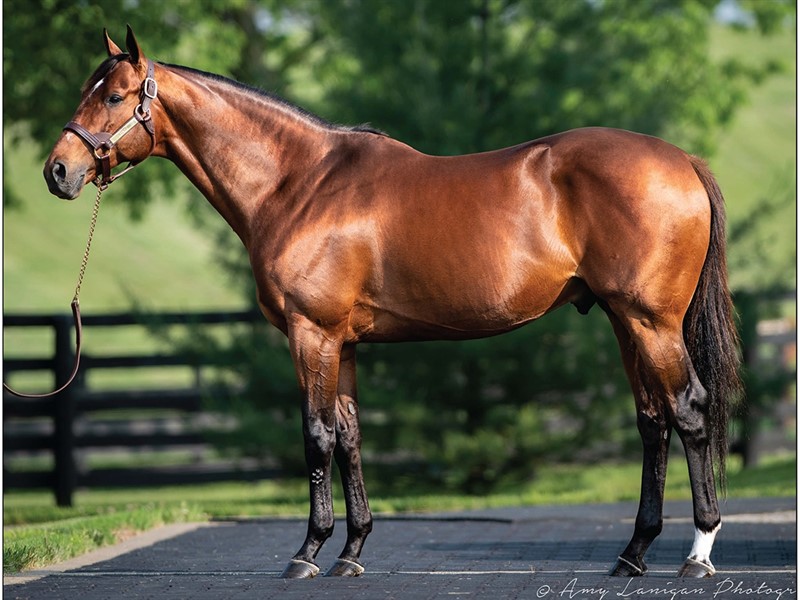 Idol - Stallion Register Online