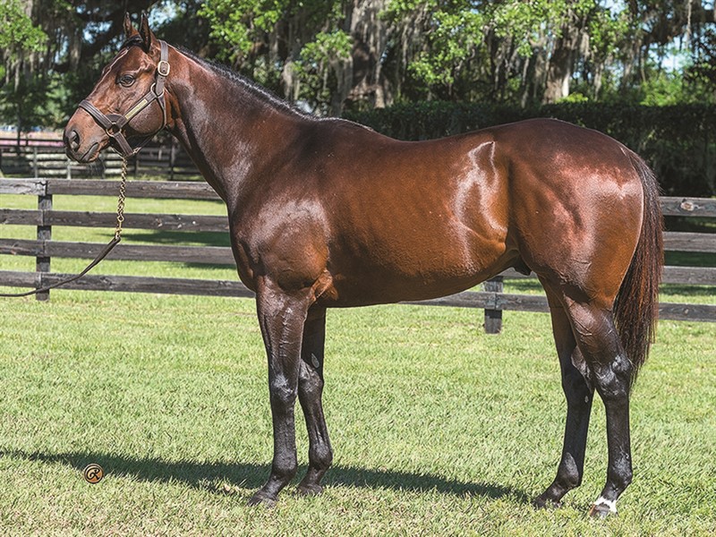 Gretzky the Great - Stallion Register Online