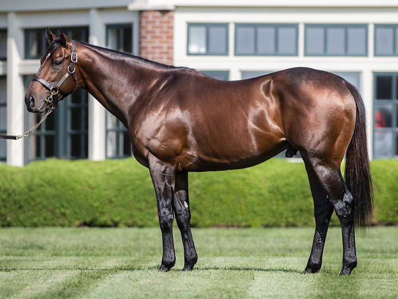 Flightline - Stallion Register Online