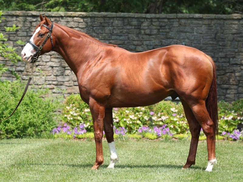 Jack Christopher - Stallion Register Online