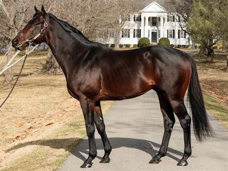 Sacred Life (FR) - Stallion Register Online