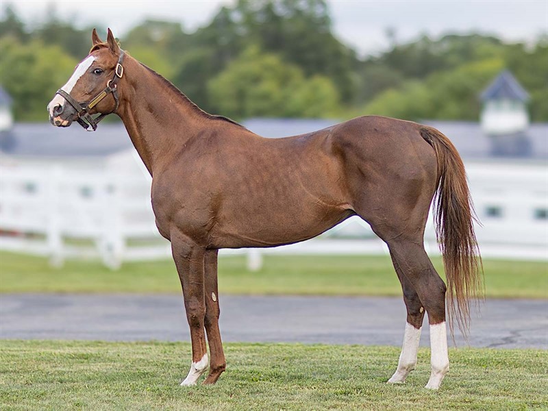Tapidor - Stallion Register Online