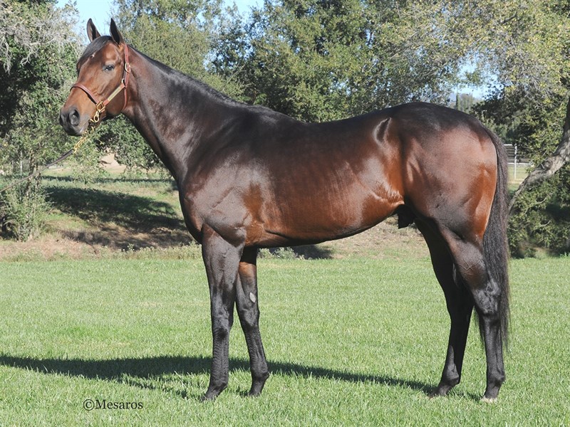 Visitant - Stallion Register Online