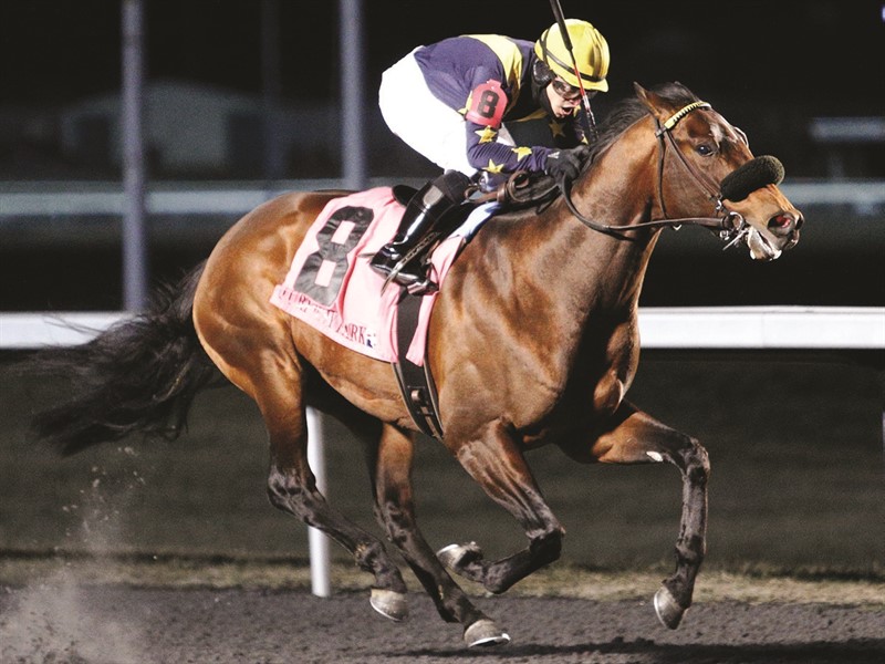 Invader - Stallion Register Online