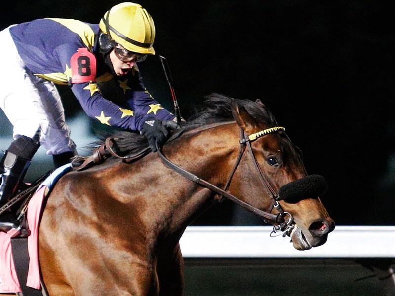 Invader - Stallion Register Online