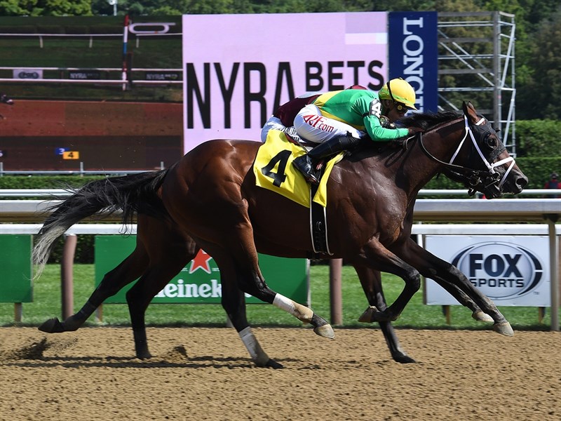 Vindictive - Stallion Register Online