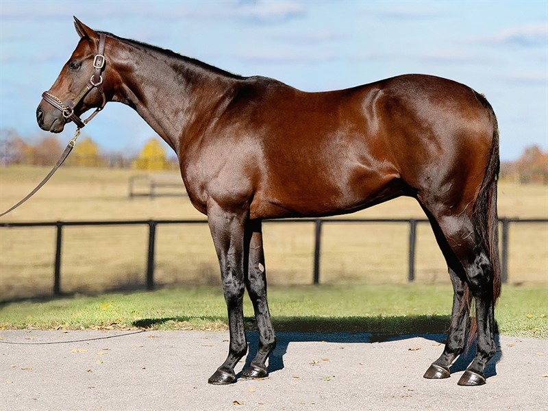 Smooth Like Strait - Stallion Register Online