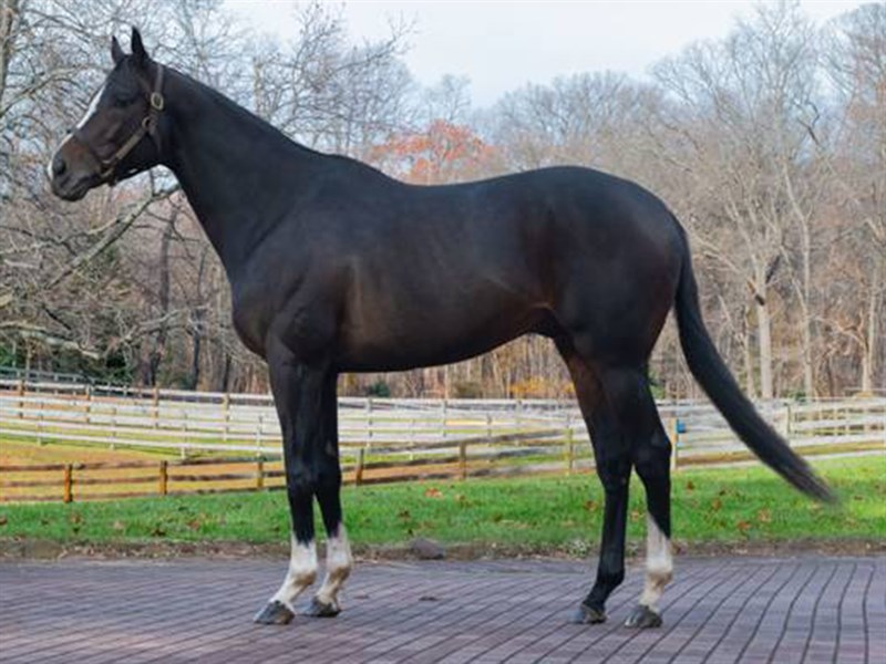 Max Player - Stallion Register Online