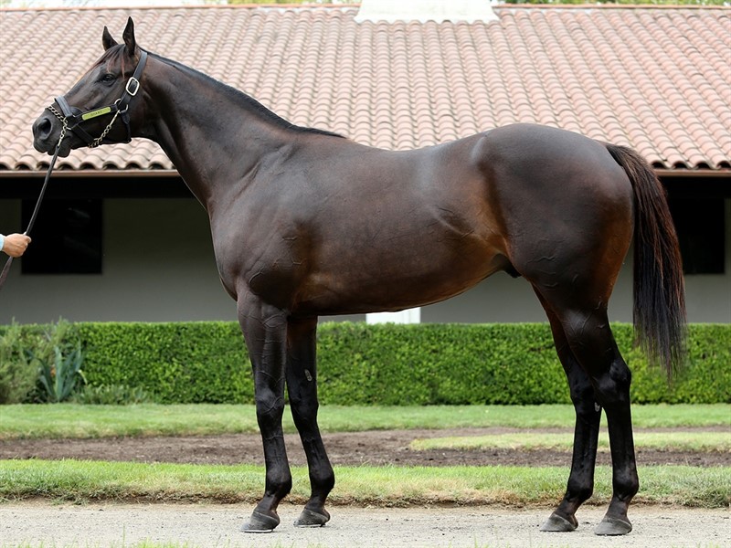 Shaaz - Stallion Register Online