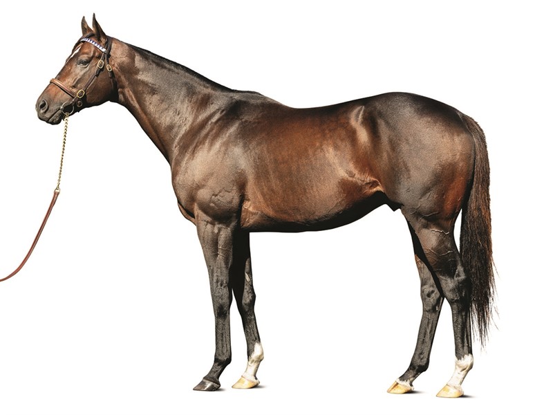 Proxy - Stallion Register Online