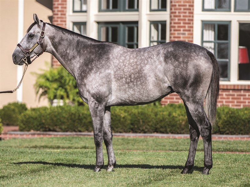 Arcangelo - Stallion Register Online