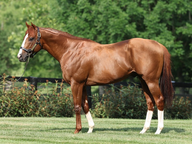 Elite Power - Stallion Register Online